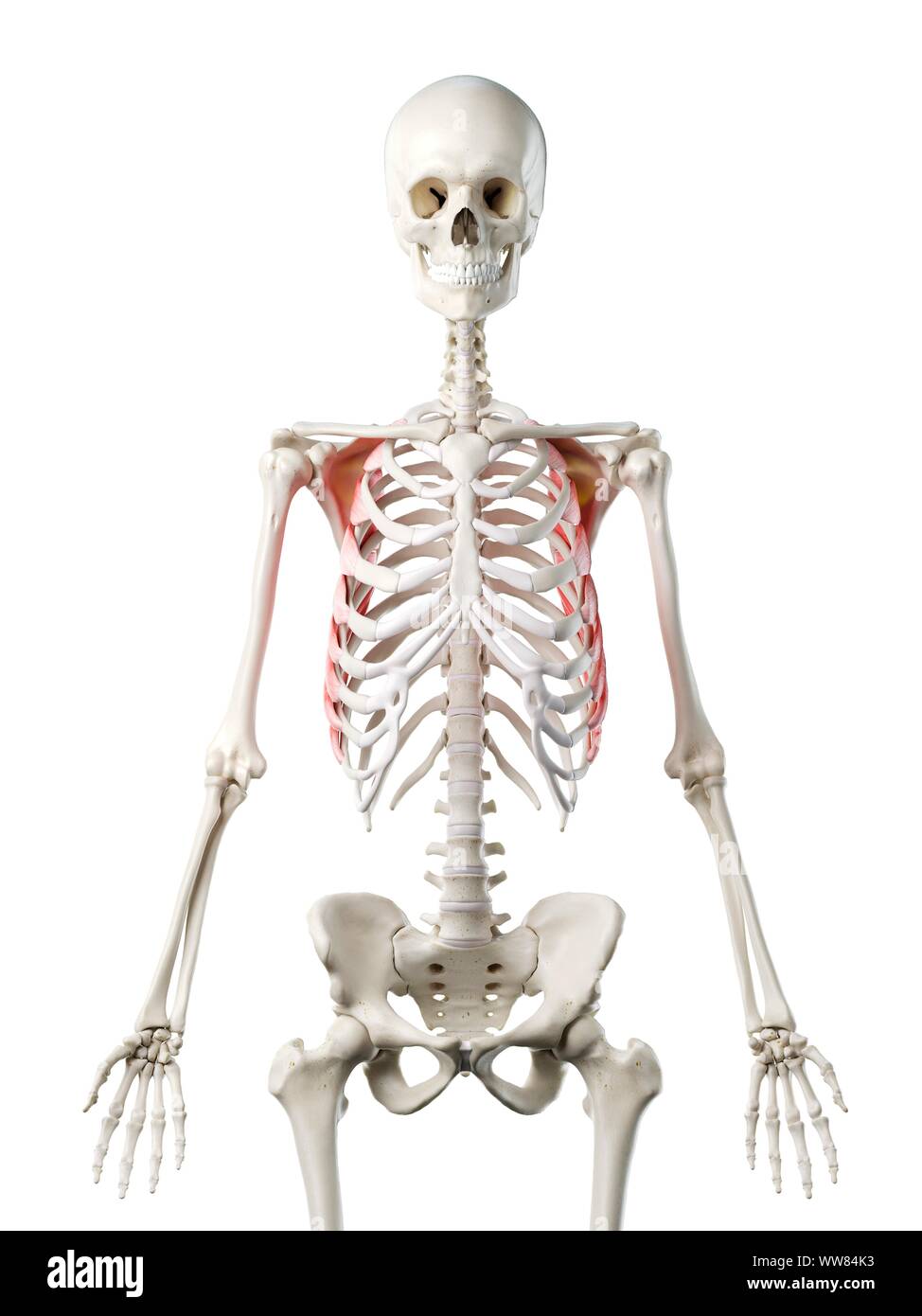 Anteriore superficiale immagini e fotografie stock ad alta risoluzione ...