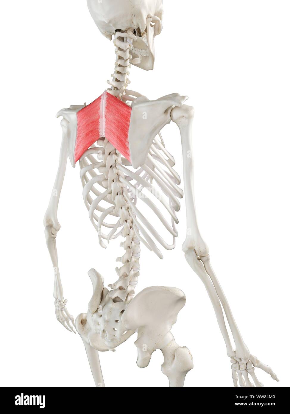 Anatomia del muscolo principale romboidale immagini e fotografie stock ...