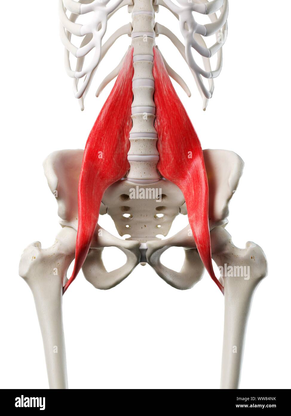 Psoas major muscle immagini e fotografie stock ad alta risoluzione - Alamy