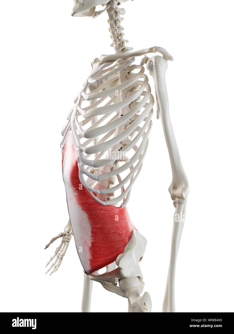 Muscolo trasverso addome immagini e fotografie stock ad alta ...