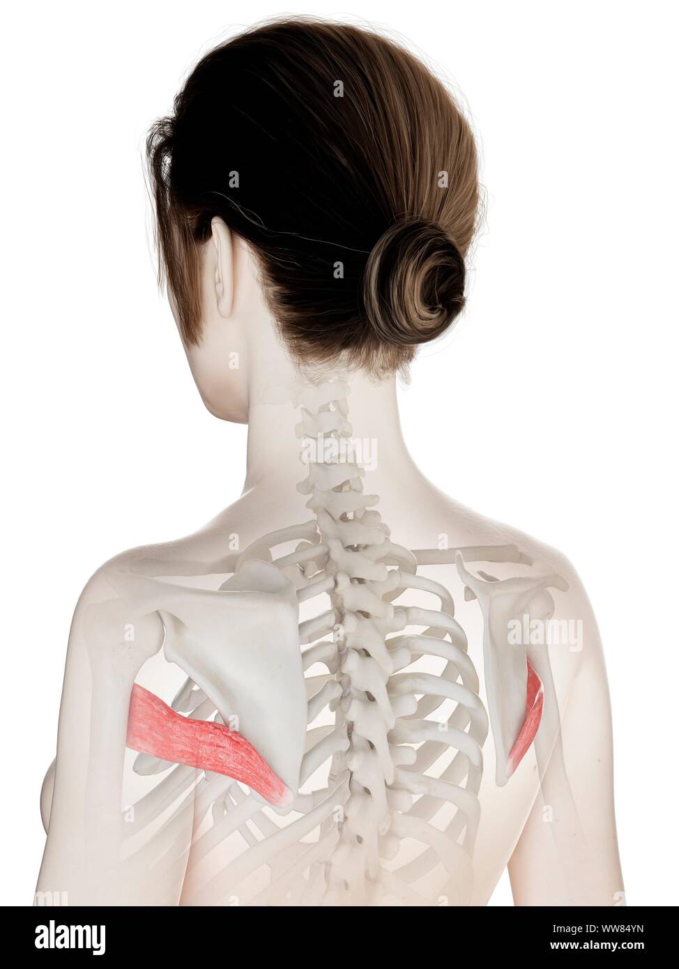 Muscolo grande rotondo immagini e fotografie stock ad alta risoluzione ...