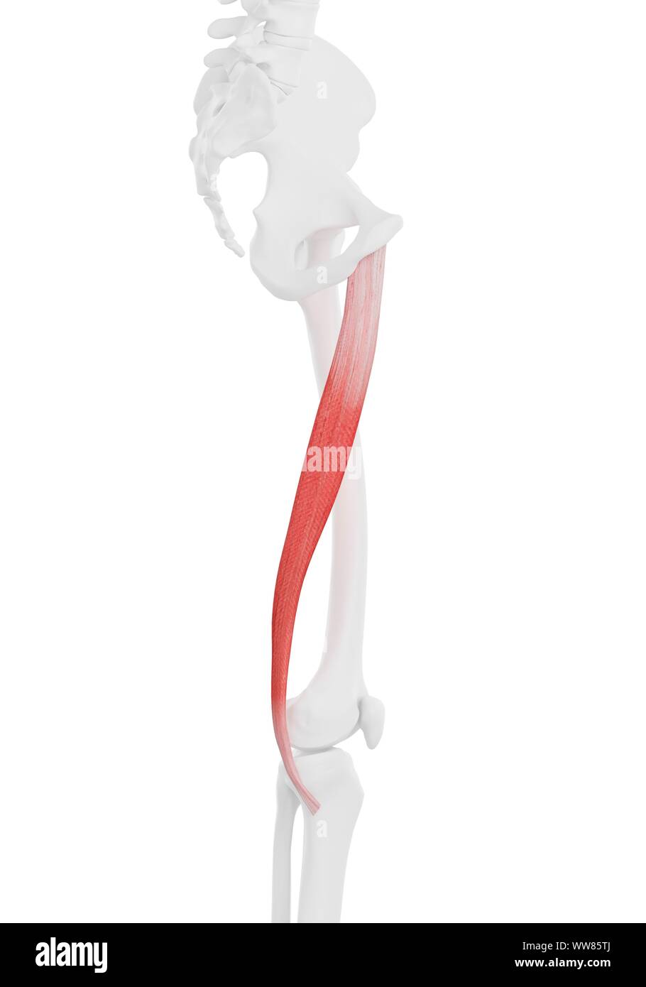 Muscolo gracile immagini e fotografie stock ad alta risoluzione - Alamy