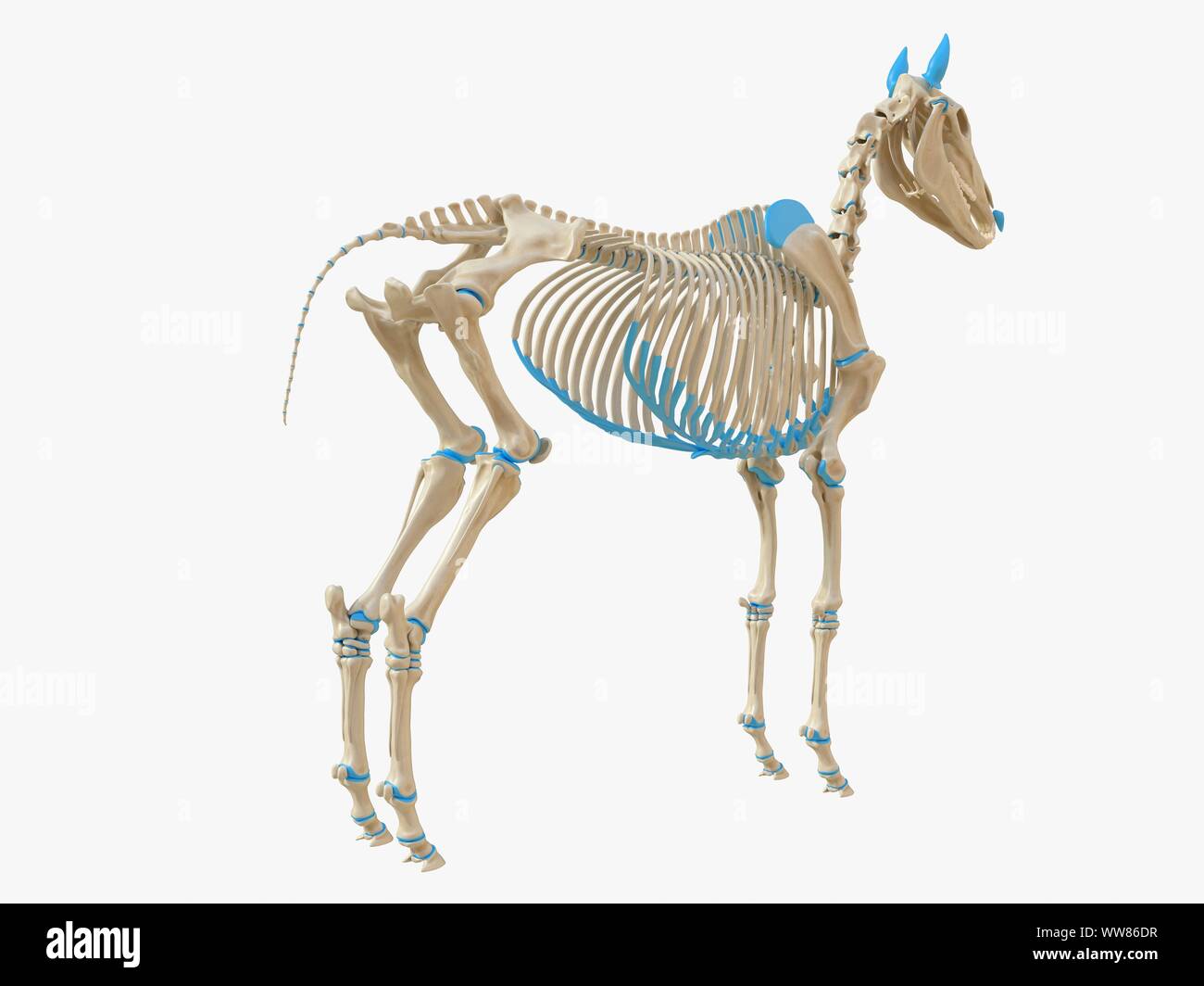Anatomia scheletrica del cavallo Immagini senza sfondo e Foto Stock ...