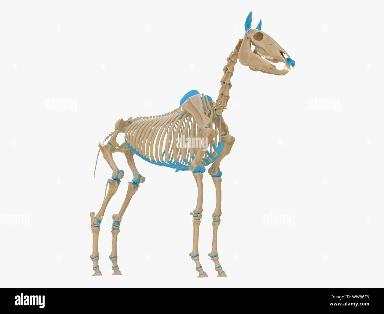 Anatomia scheletrica del cavallo Immagini senza sfondo e Foto Stock ...
