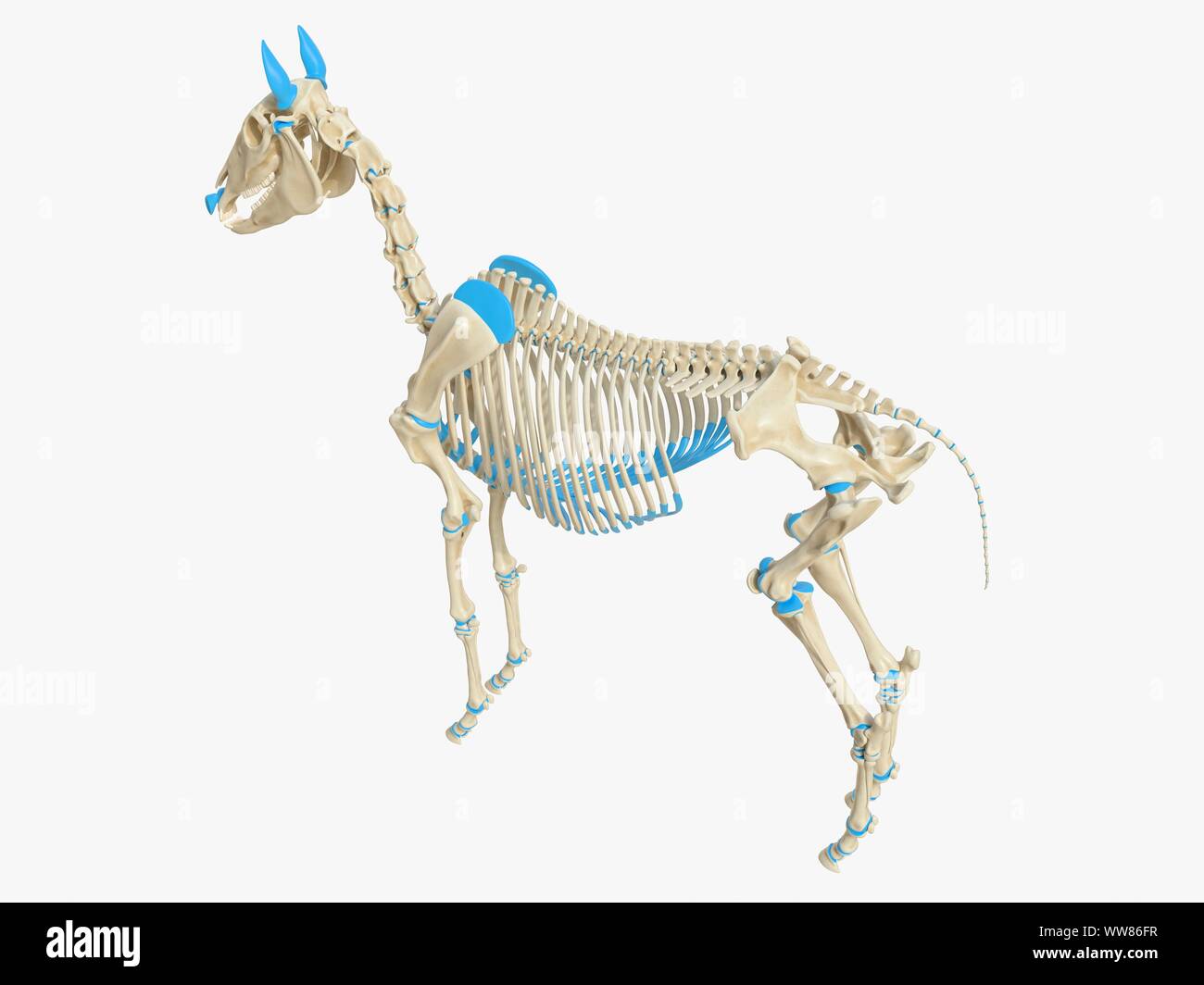 Anatomia scheletrica del cavallo Immagini senza sfondo e Foto Stock ...