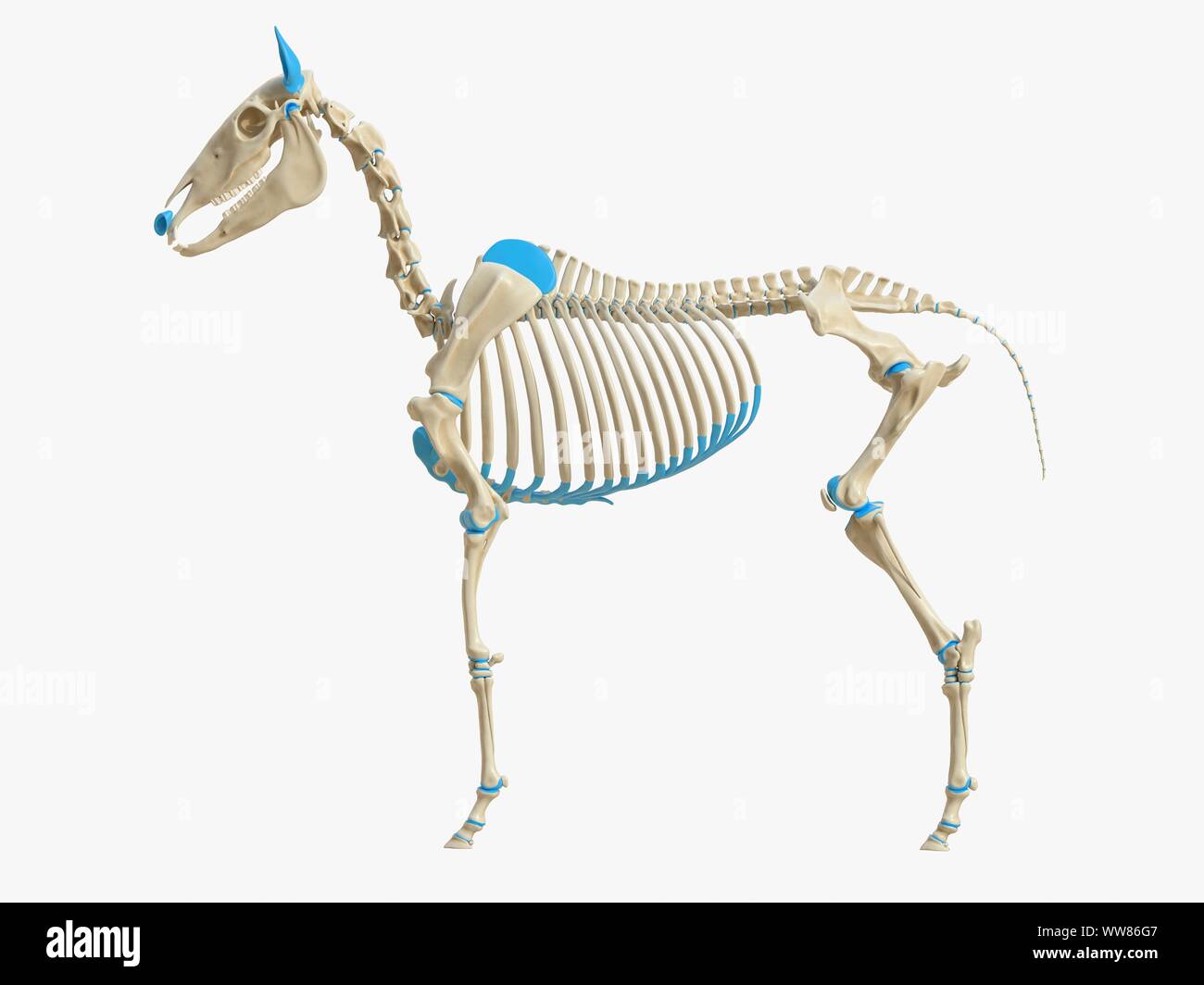 Scheletro cavallo immagini e fotografie stock ad alta risoluzione - Alamy