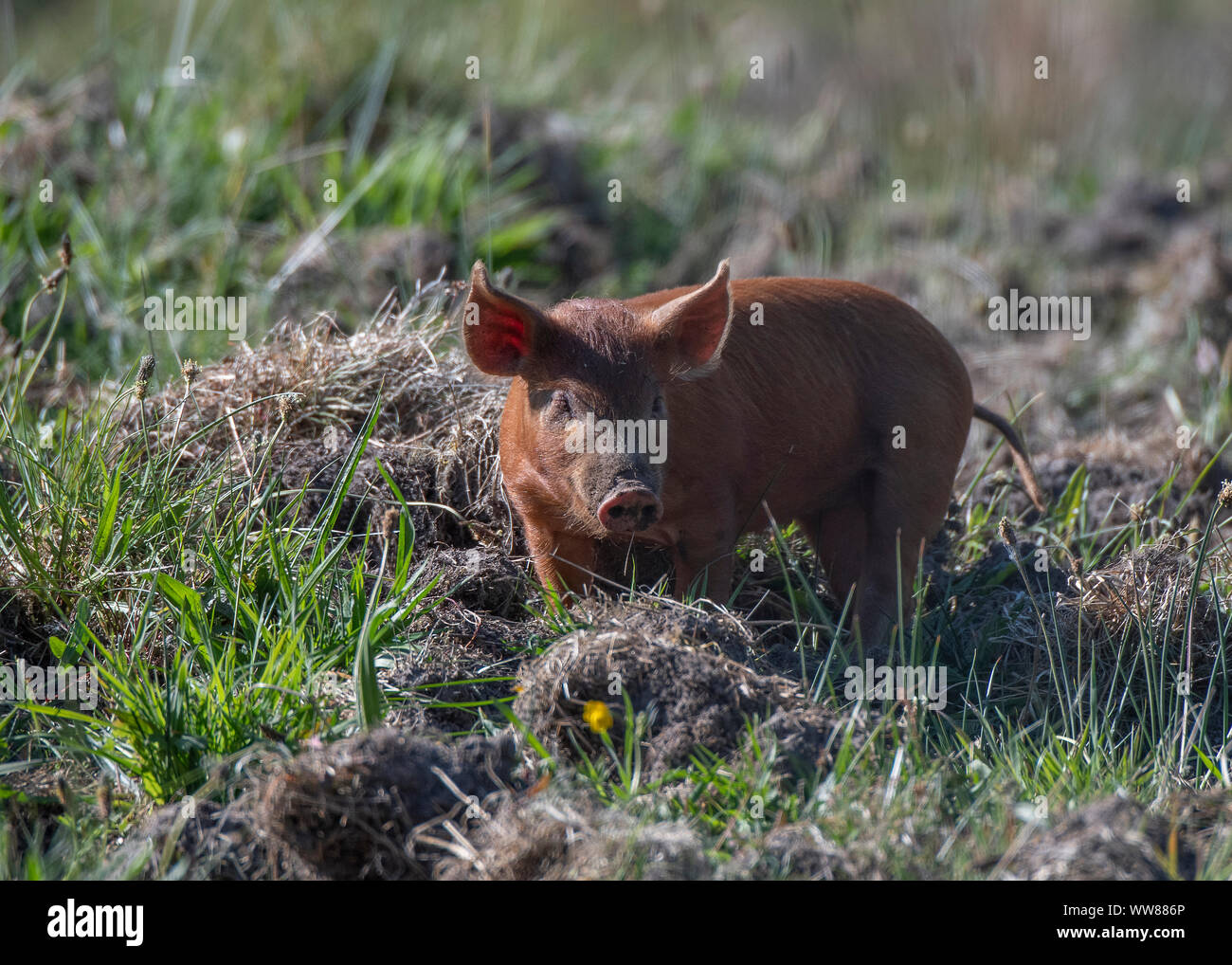 Maiale tamworth sus scrofa domesticus immagini e fotografie stock ad ...