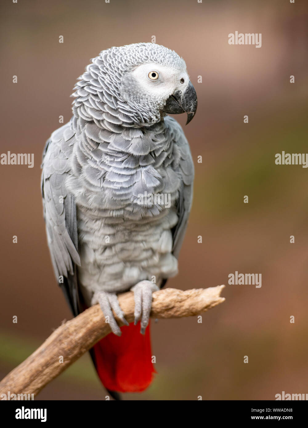 Pappagallo ara africana immagini e fotografie stock ad alta risoluzione ...