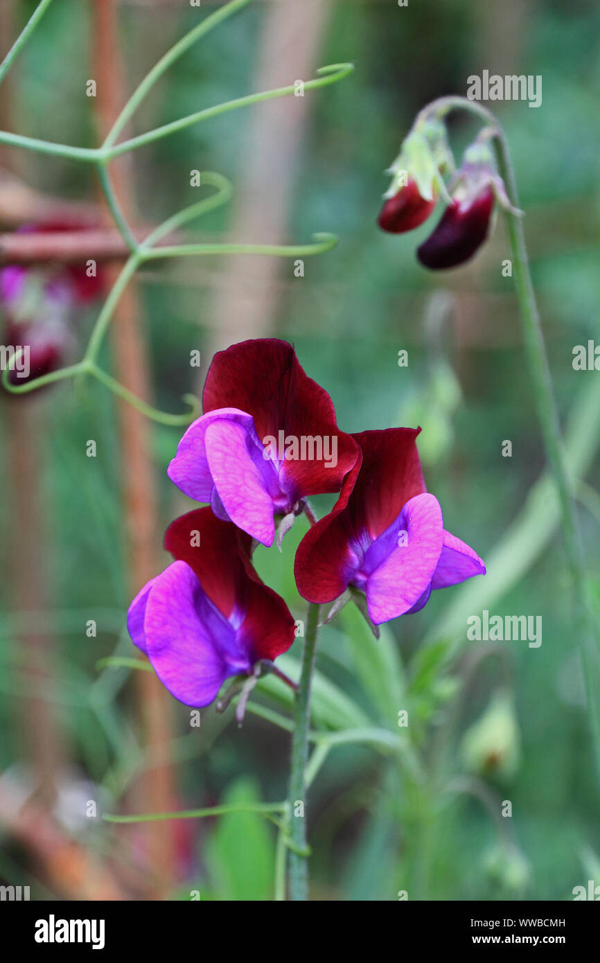 Dolce pisello rosa immagini e fotografie stock ad alta risoluzione - Alamy