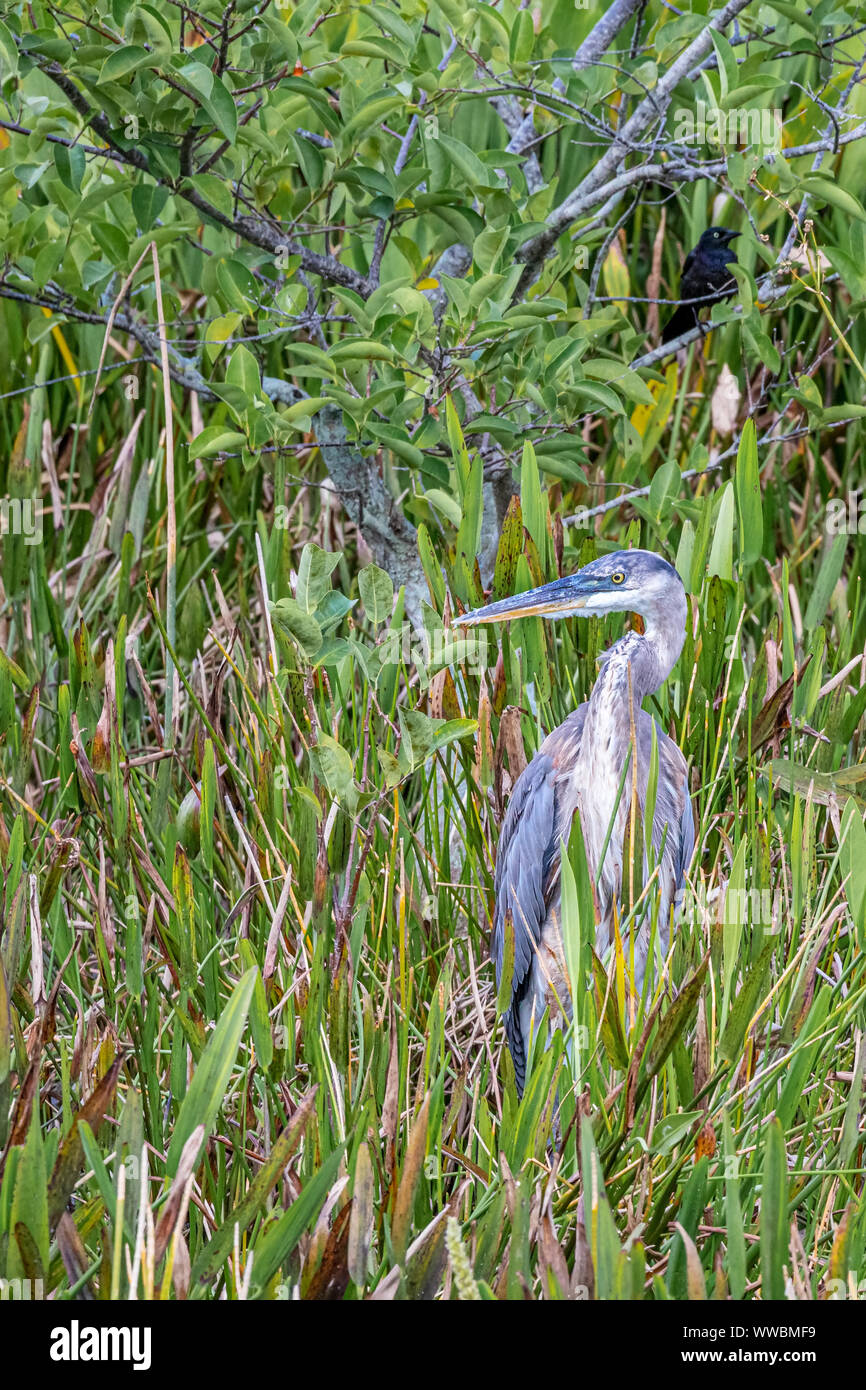 Paludi costiere immagini e fotografie stock ad alta risoluzione - Alamy