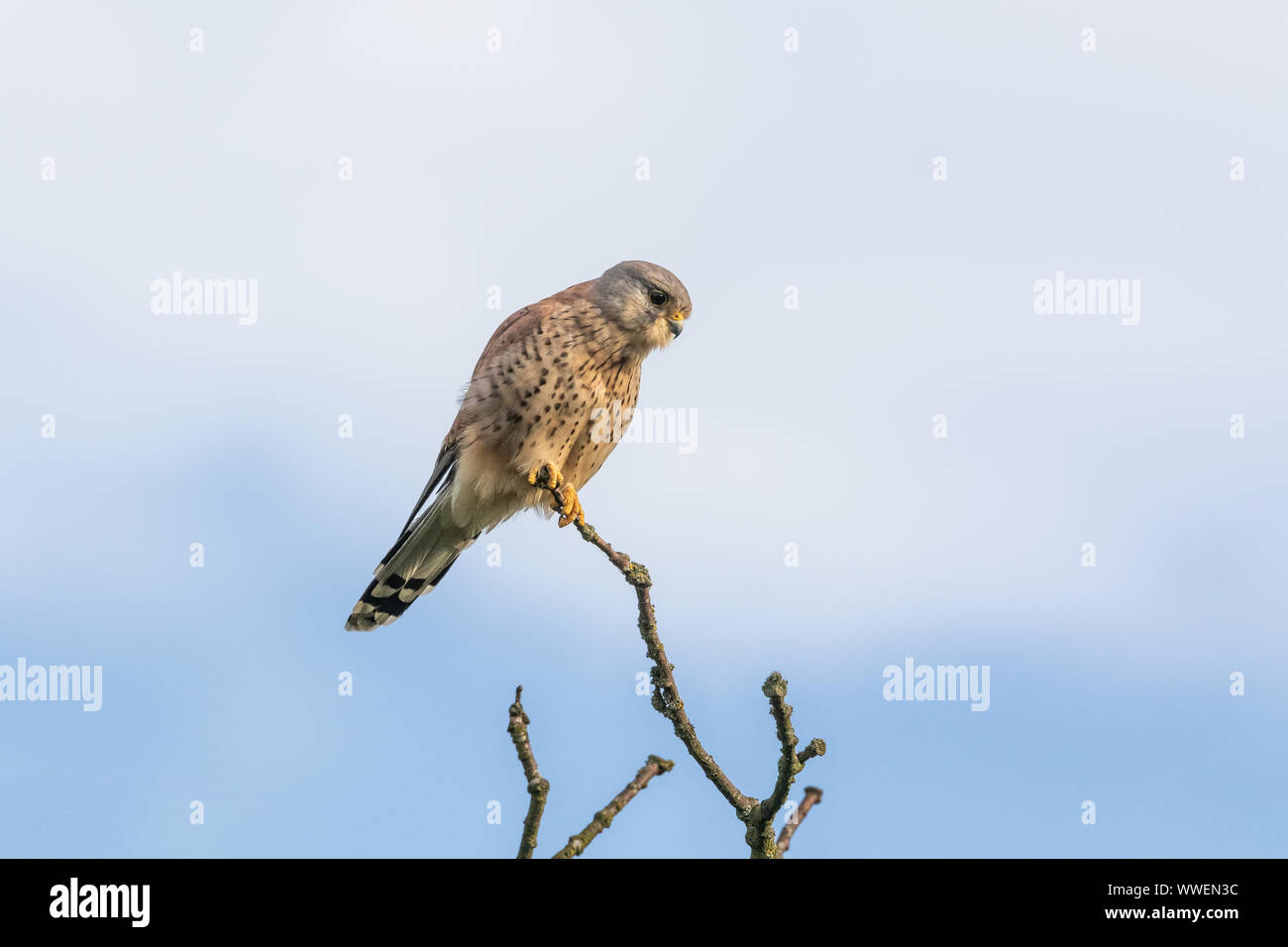 Gheppio maschio eurasiatico immagini e fotografie stock ad alta ...