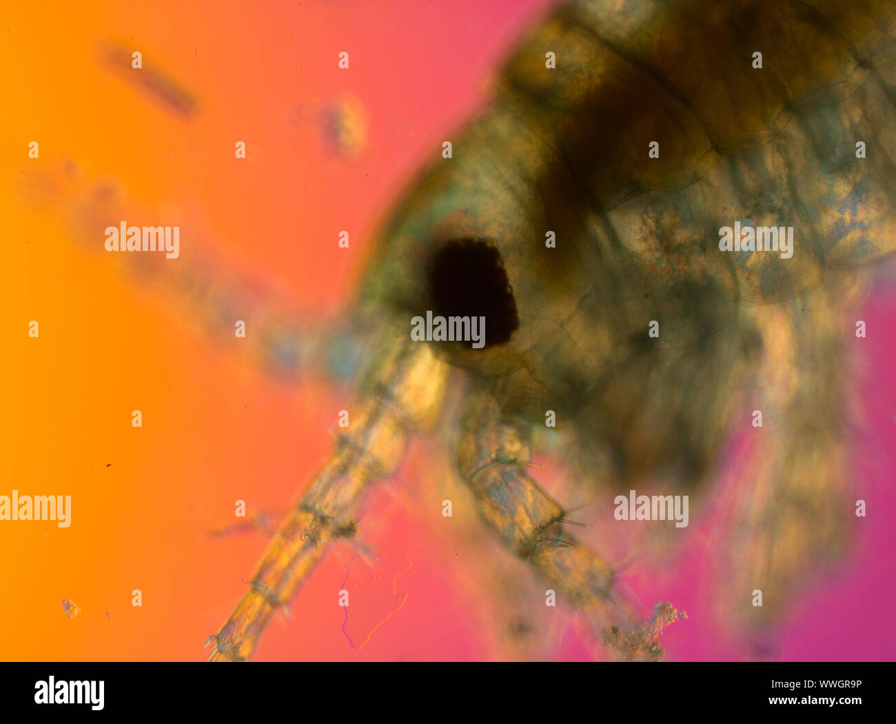 Cellula procariote immagini e fotografie stock ad alta risoluzione - Alamy