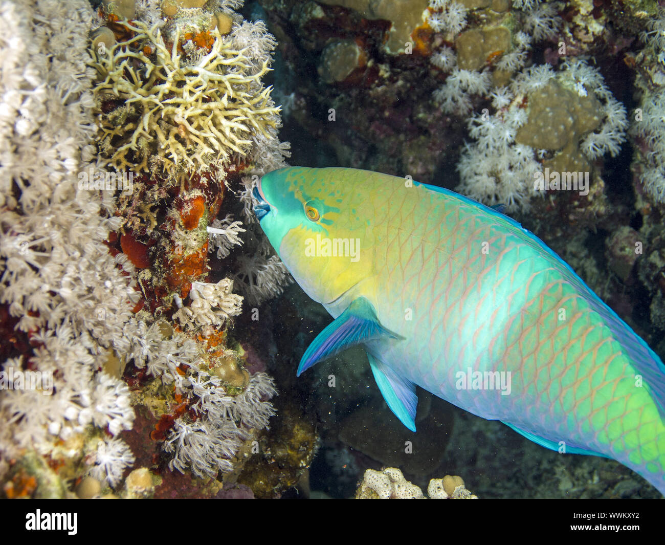 Pesce pappagallo rosso immagini e fotografie stock ad alta risoluzione ...
