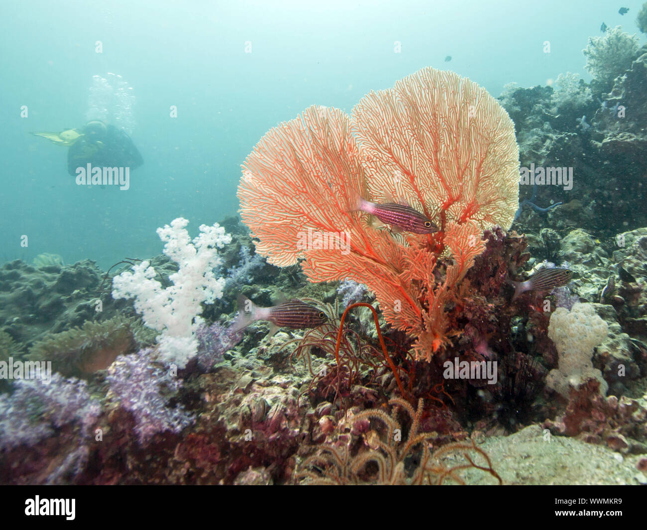 Gigante gorgoniano immagini e fotografie stock ad alta risoluzione - Alamy
