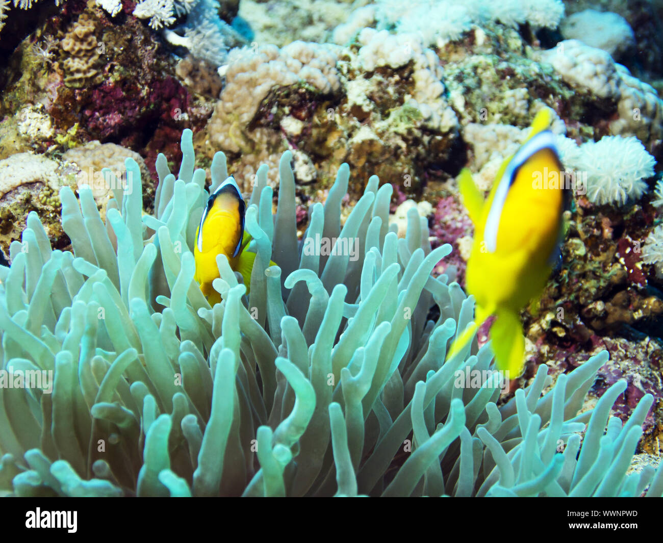 Red sea clownfish immagini e fotografie stock ad alta risoluzione - Alamy