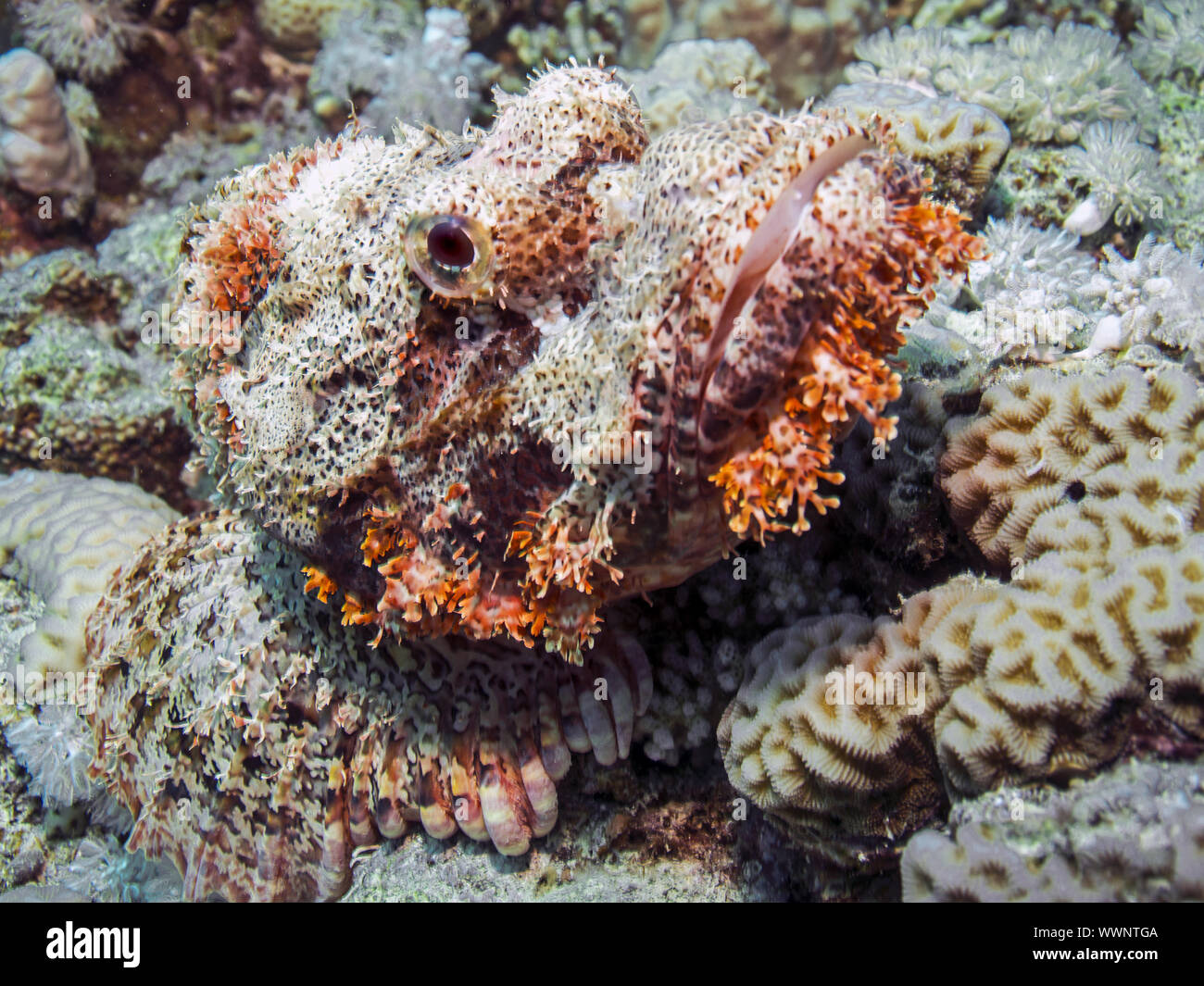 Scorfano di scorfano immagini e fotografie stock ad alta risoluzione ...