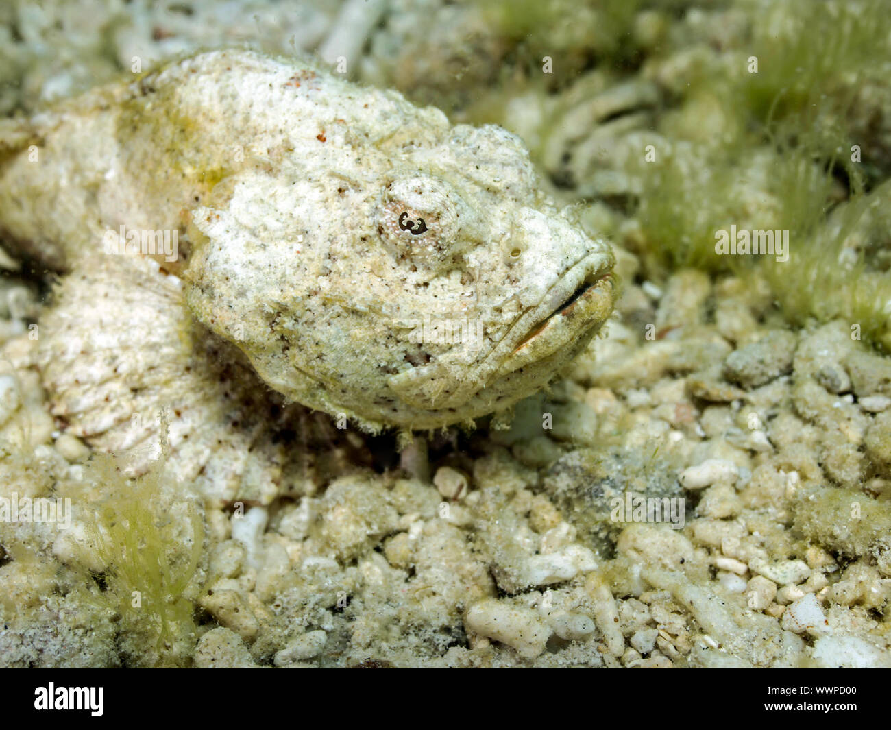 Pesce pietra velenoso immagini e fotografie stock ad alta risoluzione ...