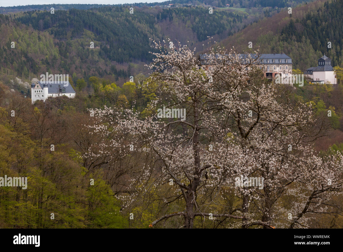 Boschi della turingia immagini e fotografie stock ad alta risoluzione ...