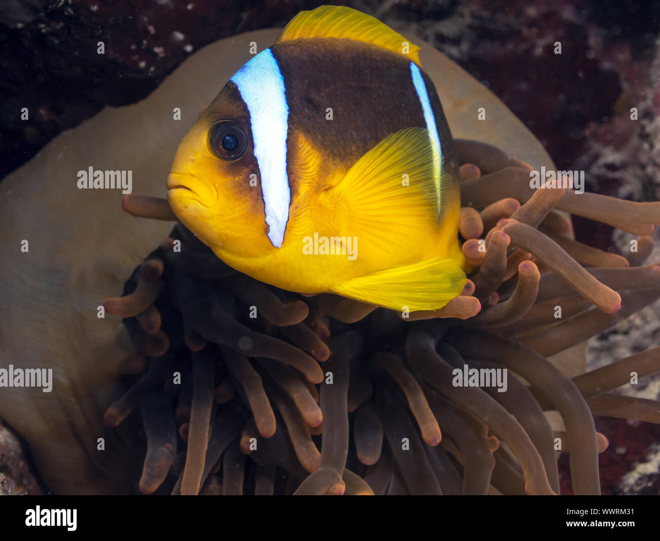 Red sea clownfish immagini e fotografie stock ad alta risoluzione - Alamy