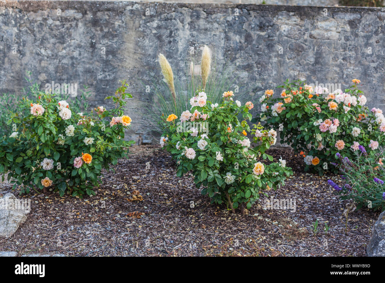 Cespugli di rose immagini e fotografie stock ad alta risoluzione - Alamy