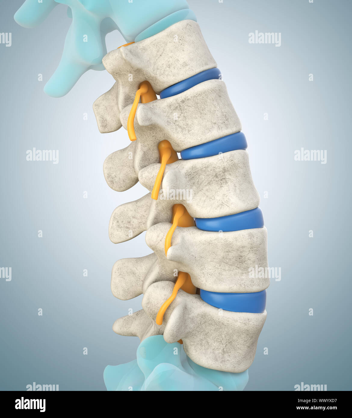 Colonna vertebrale lombare 3d immagini e fotografie stock ad alta ...