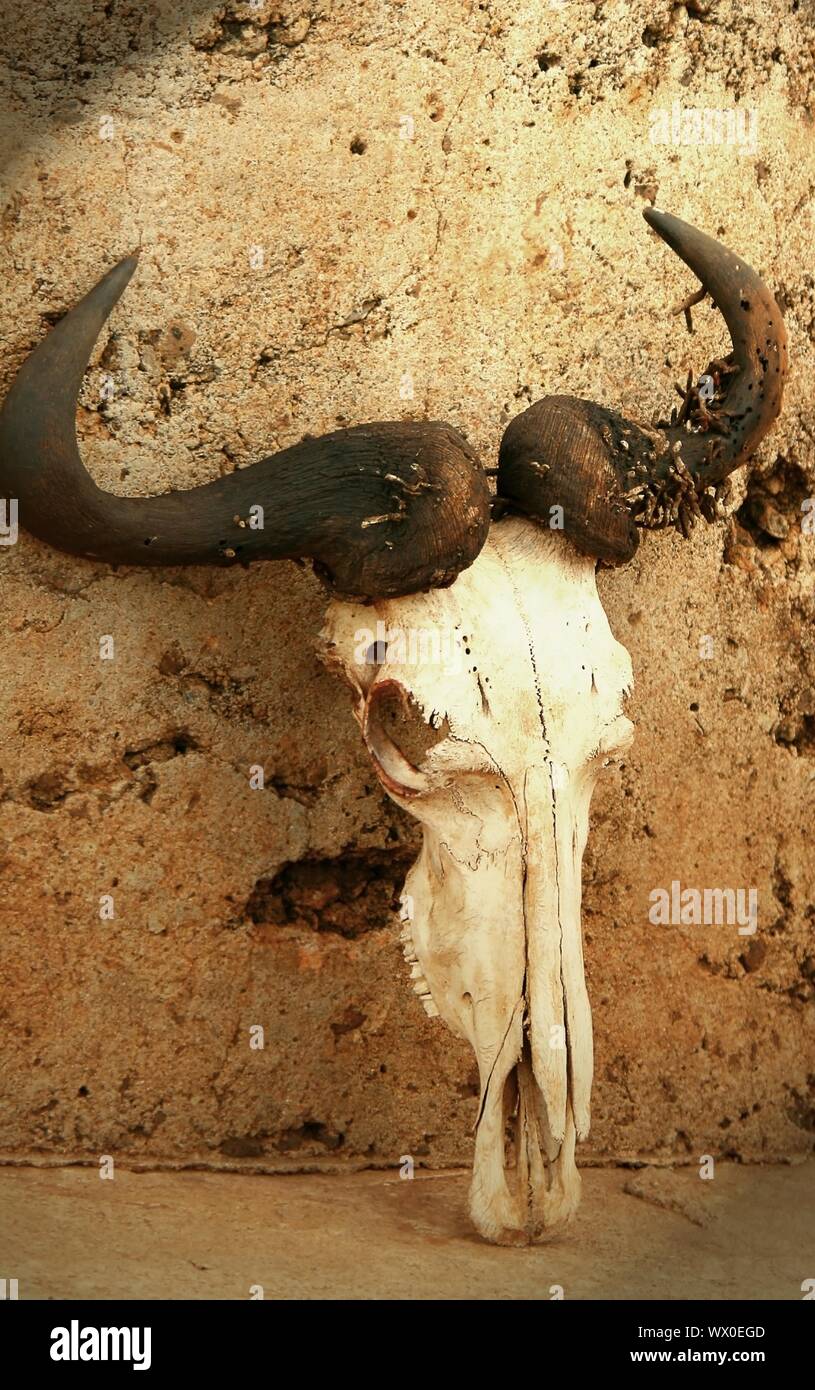 Morte degli gnu immagini e fotografie stock ad alta risoluzione - Alamy