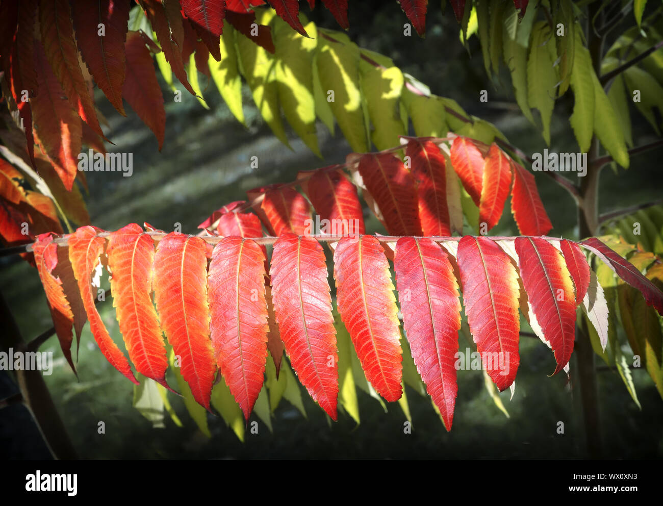 Deciduous upland immagini e fotografie stock ad alta risoluzione - Alamy