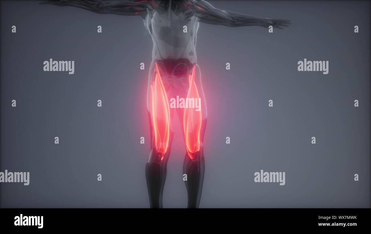 I muscoli della coscia - Visibile anatomia muscolare mappa Foto stock ...