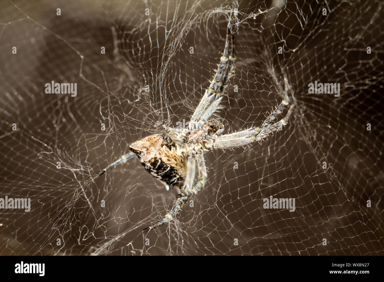 Seta di ragno bagnata immagini e fotografie stock ad alta risoluzione ...