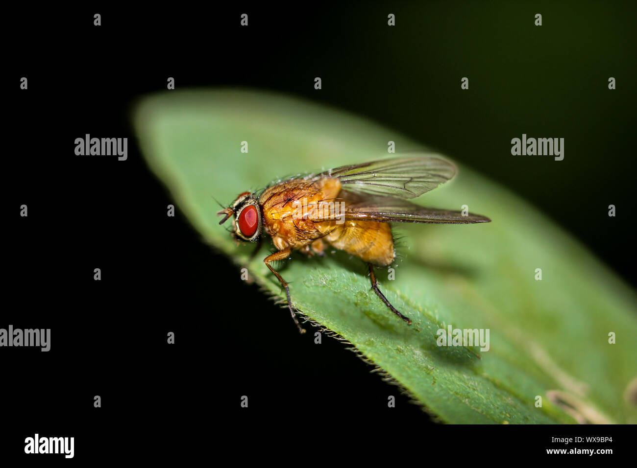 Piccola mosca domestica immagini e fotografie stock ad alta risoluzione ...