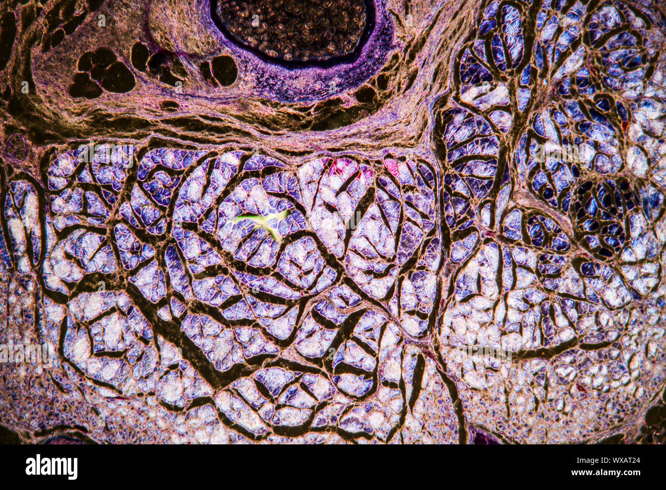 Cellule nervose al microscopio immagini e fotografie stock ad alta ...
