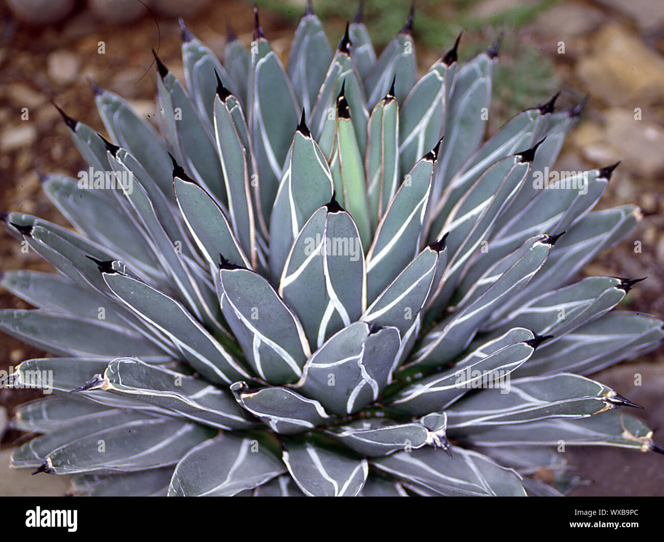 Pianta medicinale del deserto immagini e fotografie stock ad alta ...