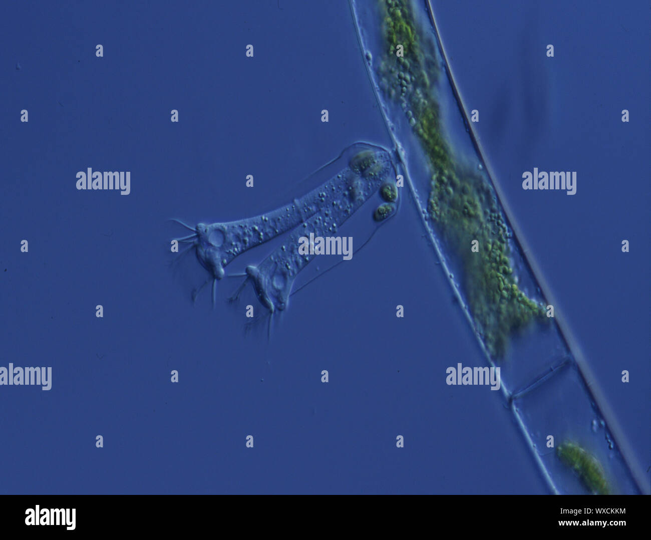 Ciliat con immagini e fotografie stock ad alta risoluzione - Alamy