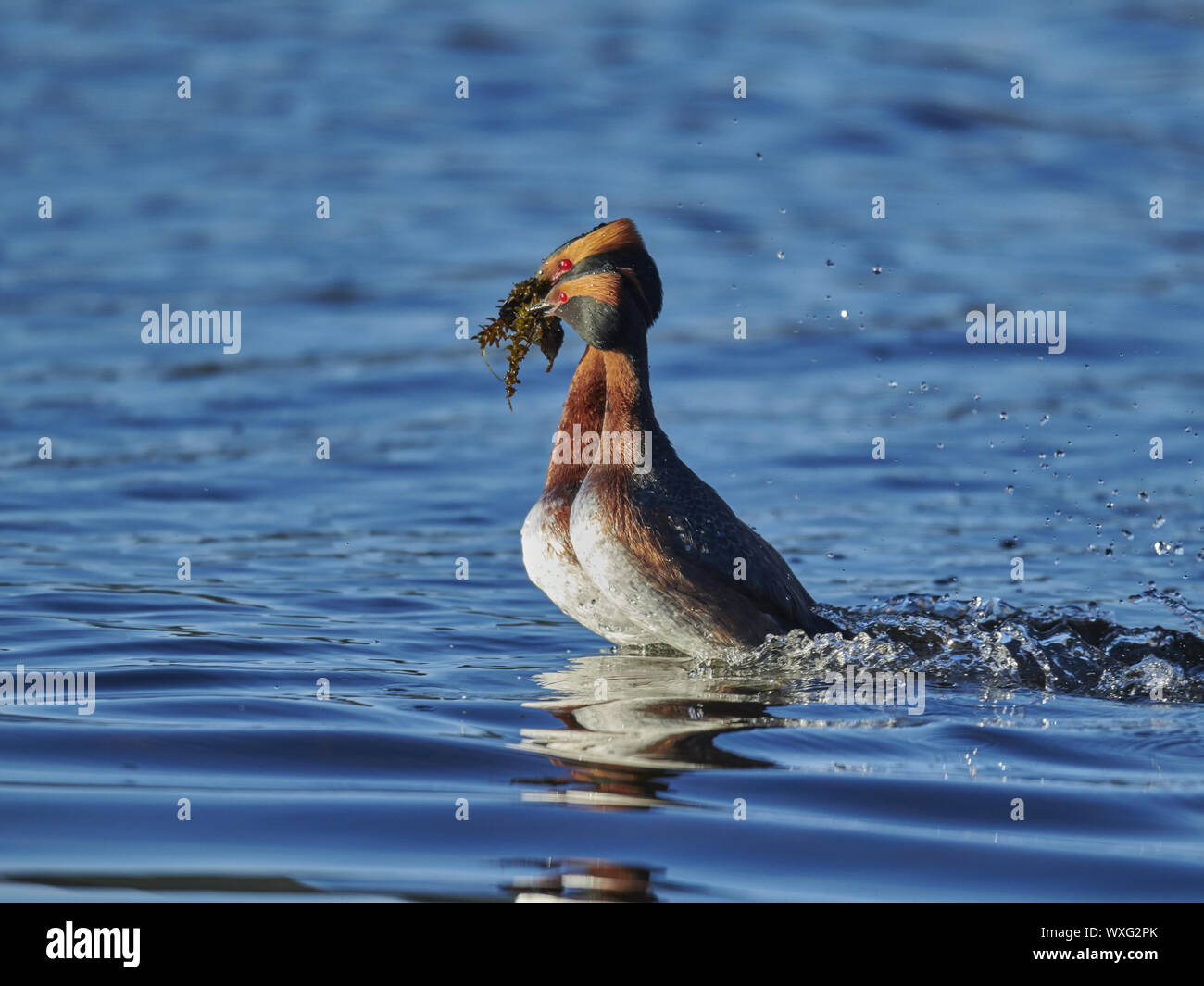 Slavonian grebes immagini e fotografie stock ad alta risoluzione - Alamy