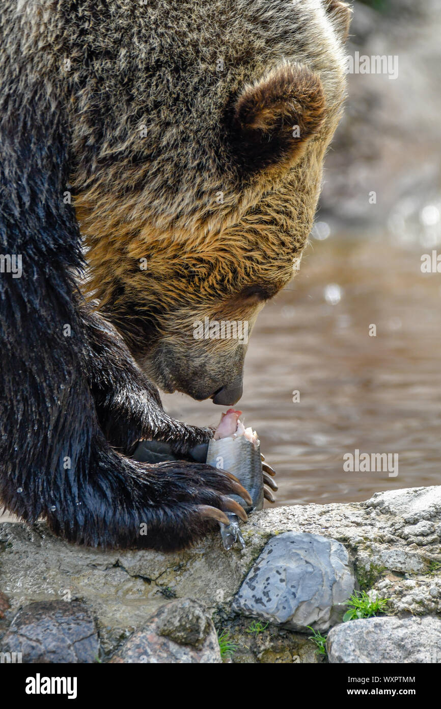 Pesce che mangia grizzley immagini e fotografie stock ad alta ...