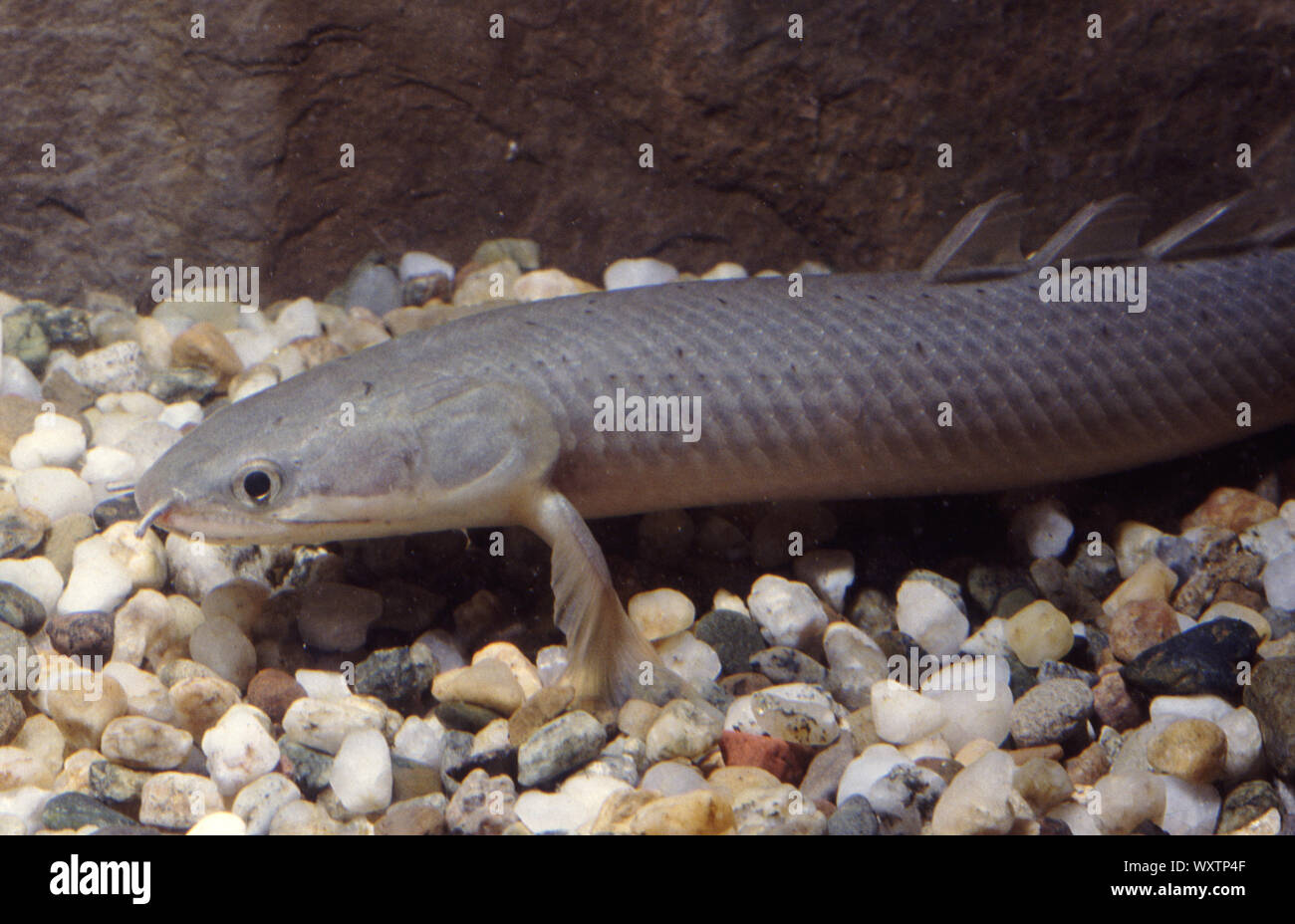 Senegal bichir polypterus senegalus immagini e fotografie stock ad alta ...