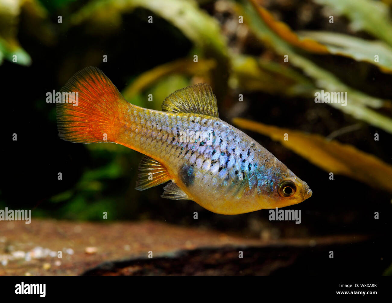 Southern platyfish xiphophorus maculatus immagini e fotografie stock ad ...