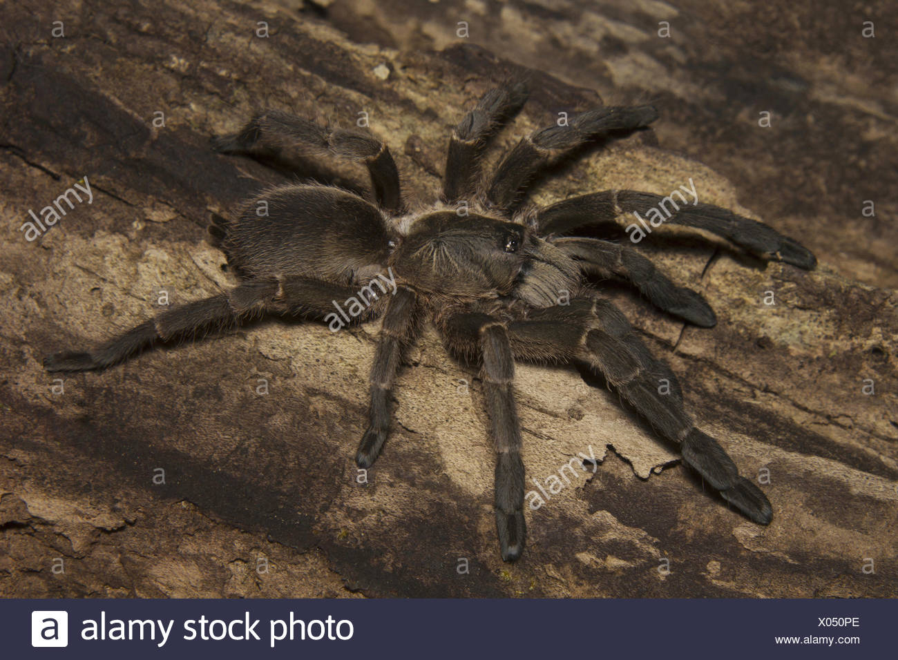 Tarantula Theraphosidae Immagini & Tarantula Theraphosidae Fotos Stock ...