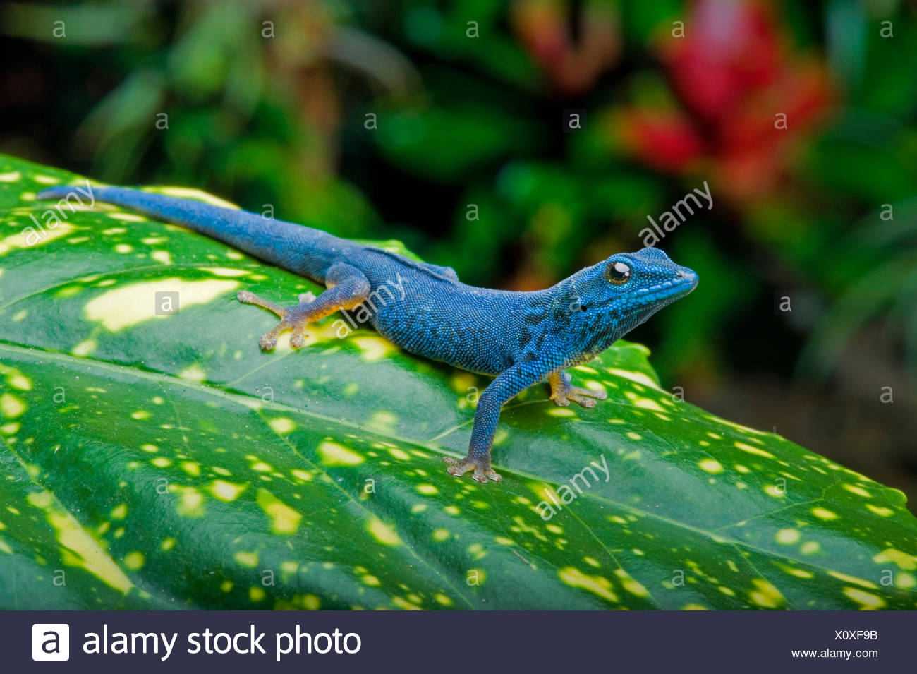 Geco Nano Blu Elettrico Gecko Williams Immagini e Fotos Stock - Alamy