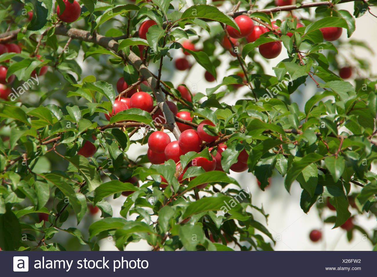 Prugne Selvatiche Immagini e Fotos Stock - Alamy