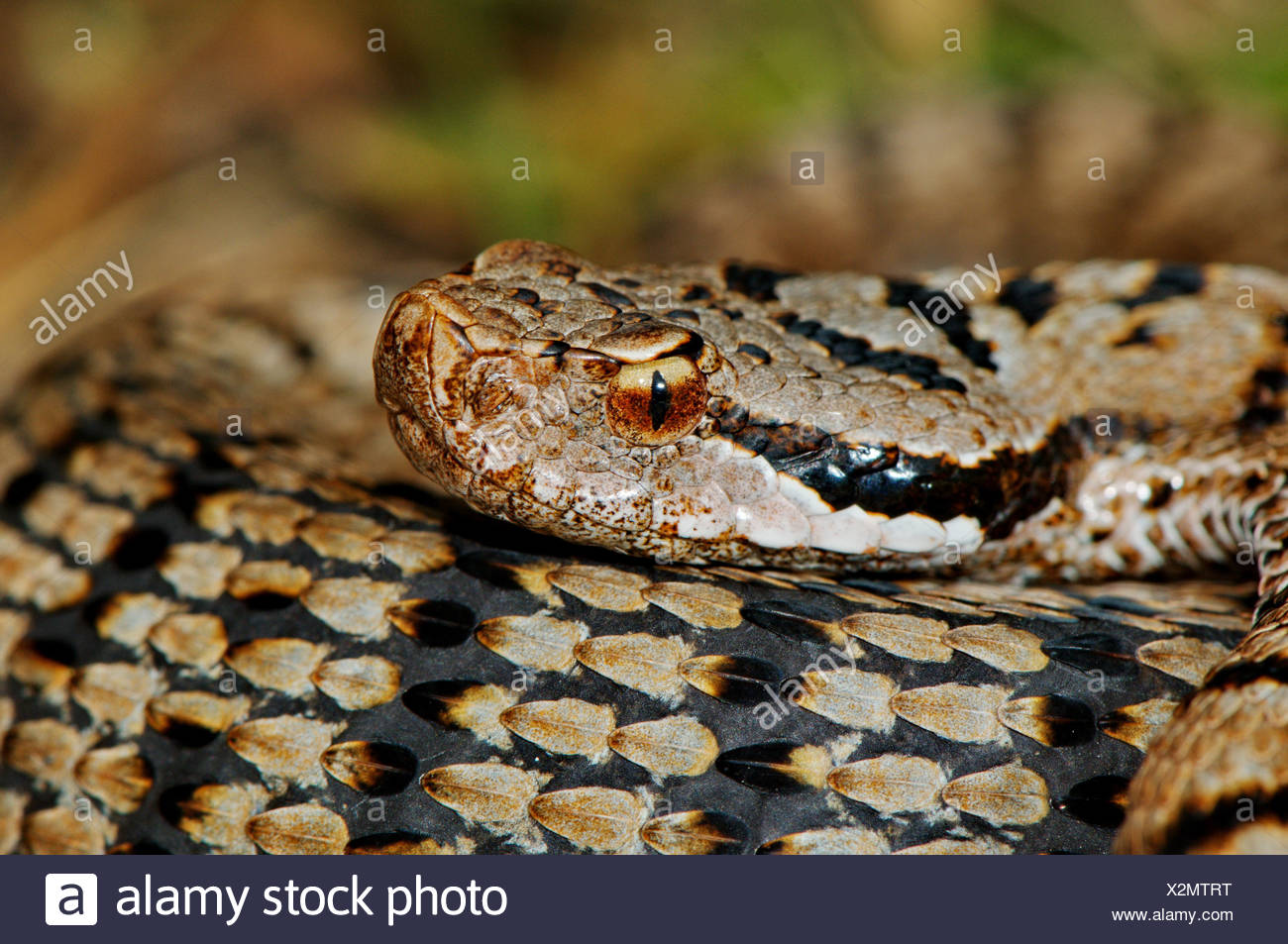 Asp Viper Vipera Aspis Snake Immagini e Fotos Stock - Alamy
