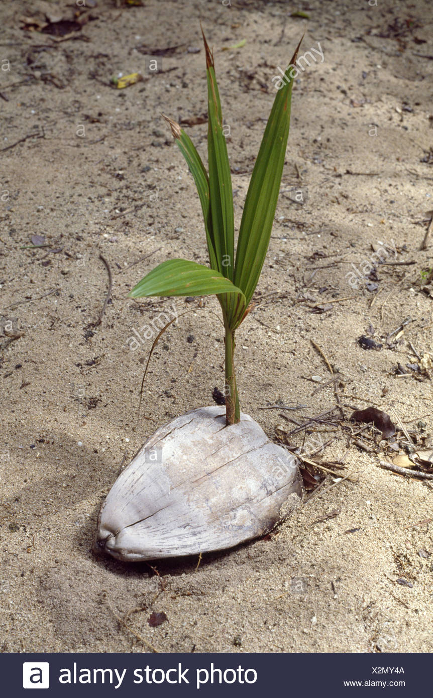 Coconut Seed Dispersal Immagini e Fotos Stock - Alamy