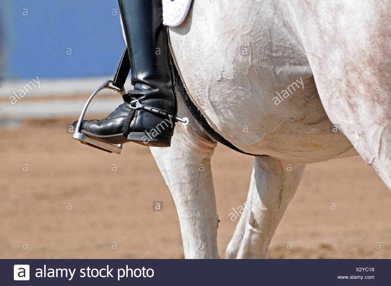 Cavalcare Con Lo Sperone Immagini e Fotos Stock - Alamy