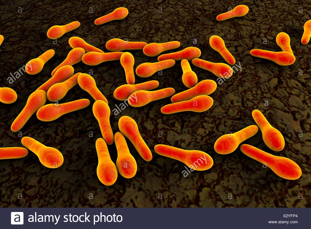 Clostridium Tetani Immagini e Fotos Stock - Alamy