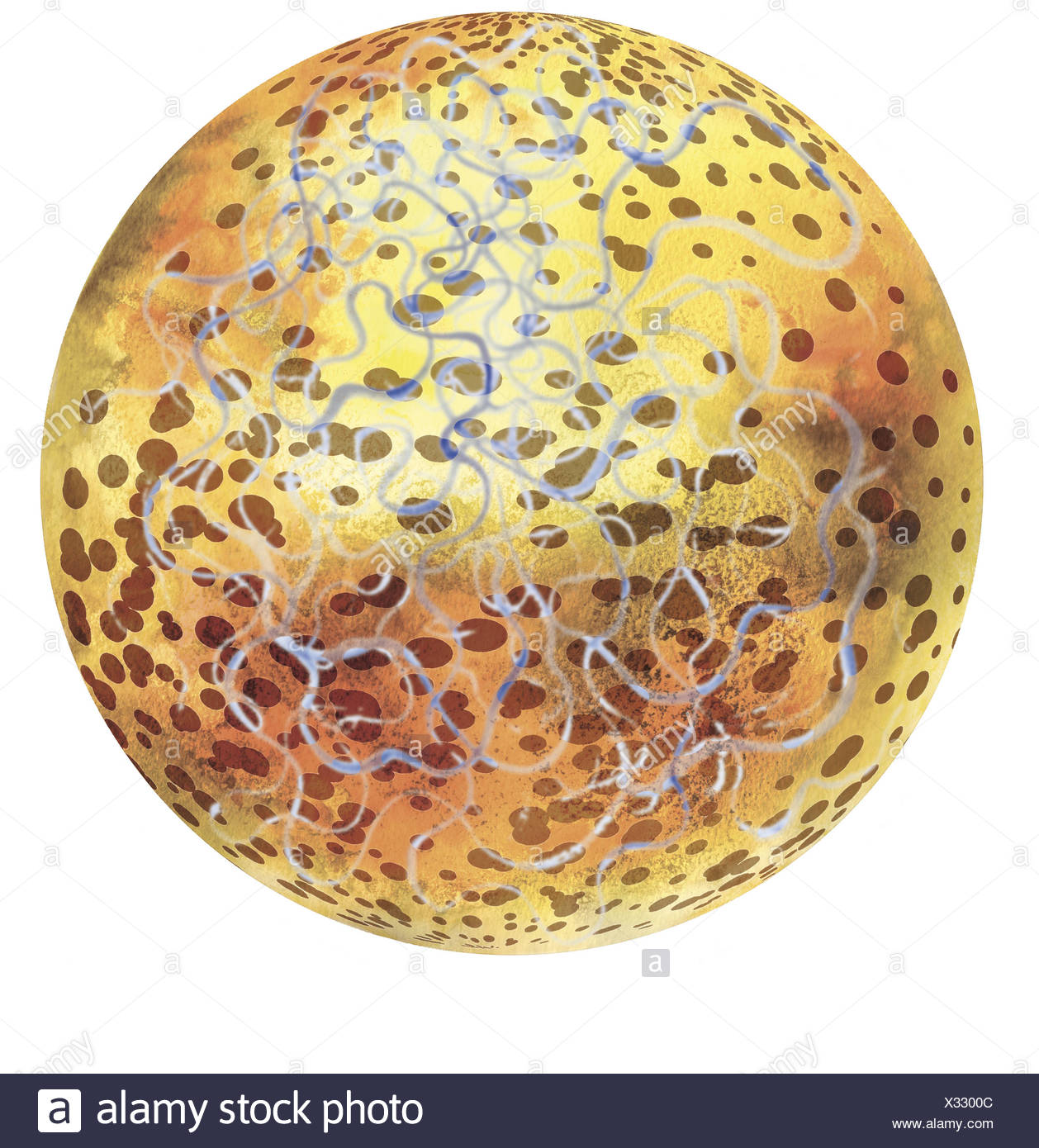 Cell Nucleus Immagini e Fotos Stock - Alamy