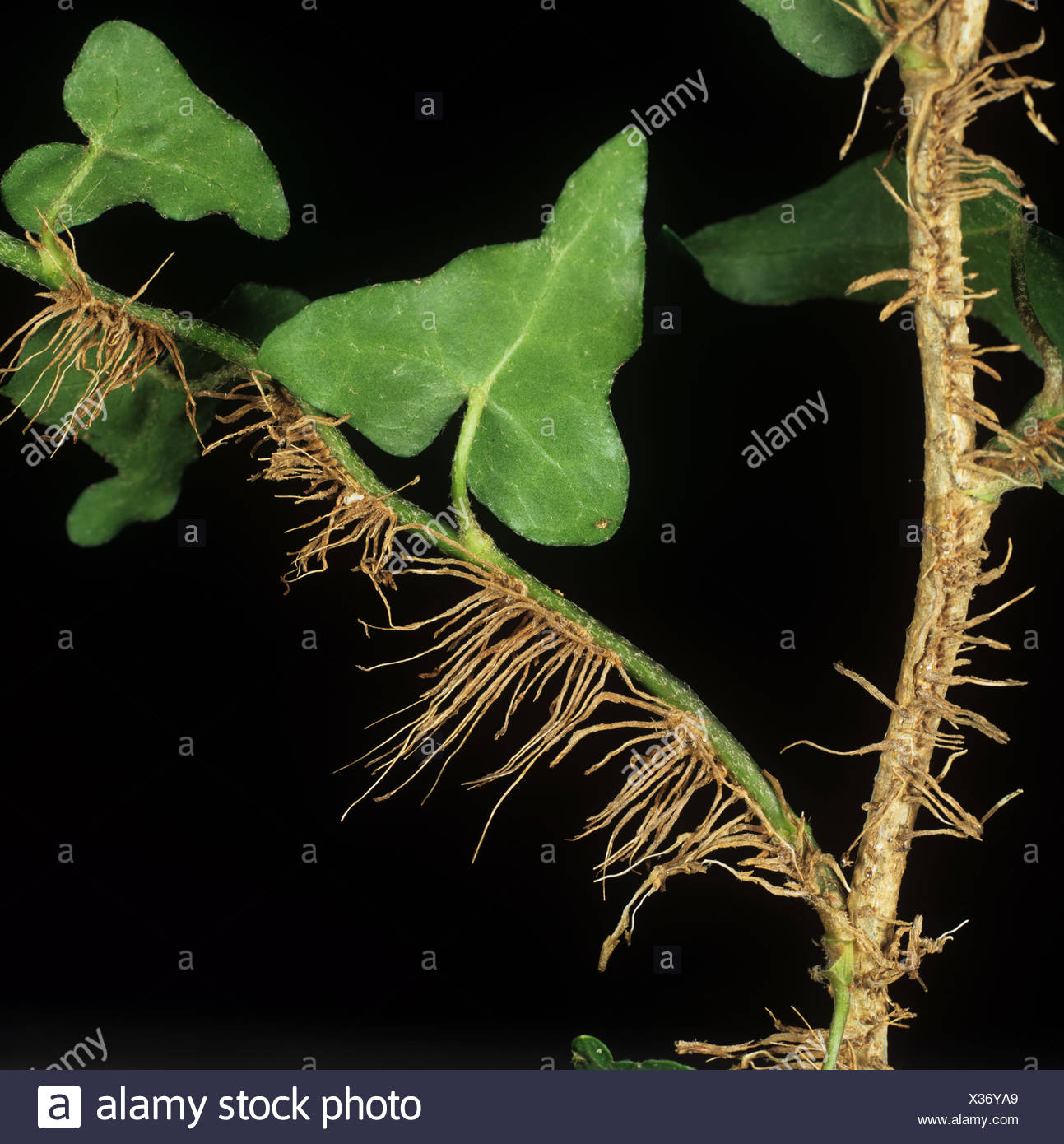 Radici Avventizie Immagini e Fotos Stock - Alamy