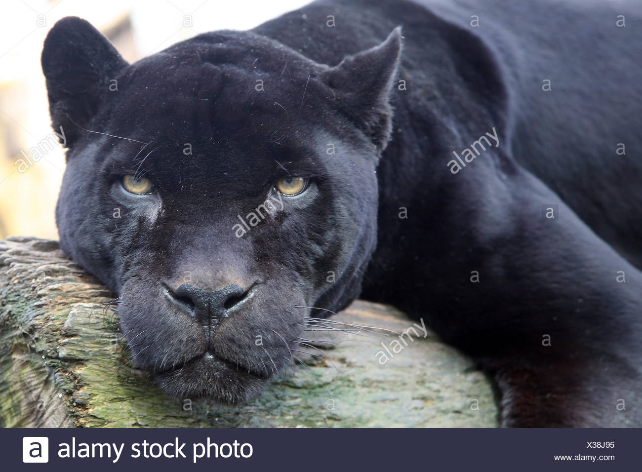 Pantera Nera Immagini e Fotos Stock - Alamy
