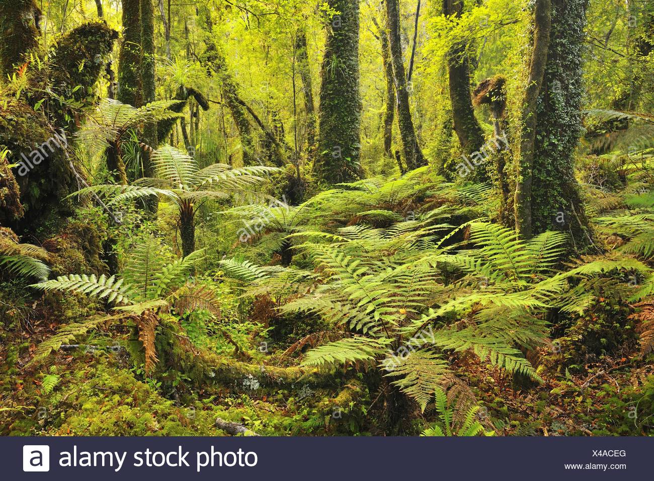 Foresta Temperata Immagini e Fotos Stock - Alamy