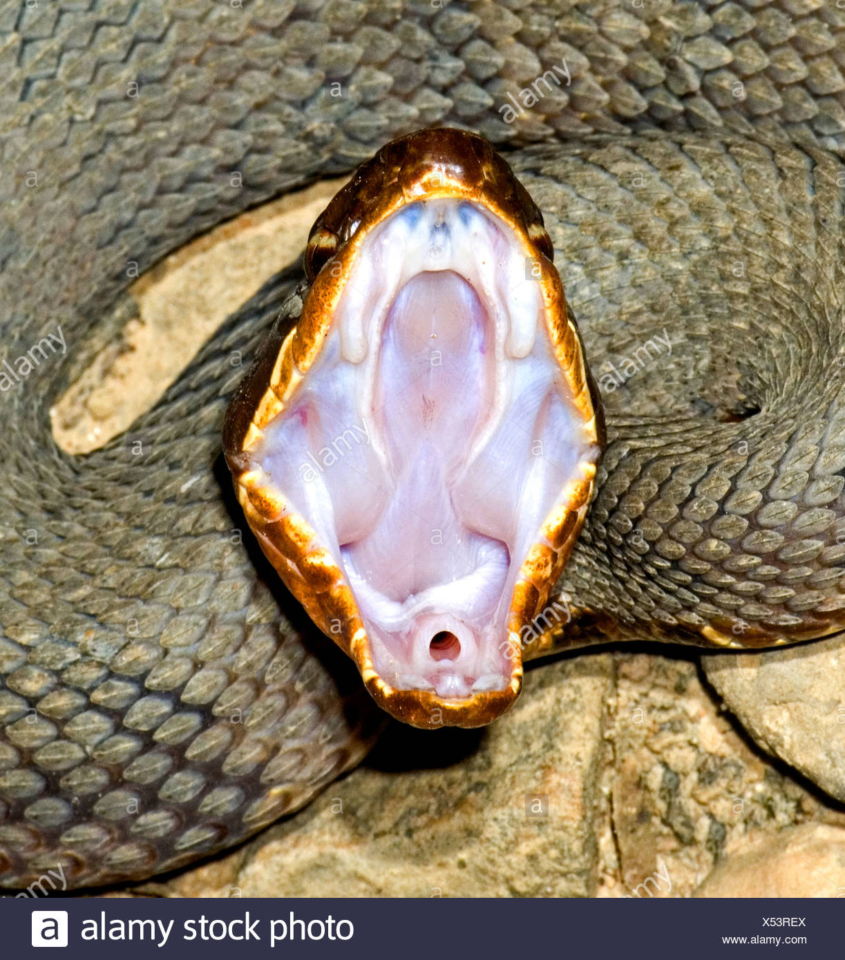 Serpente Con La Bocca Aperta Immagini e Fotos Stock - Alamy