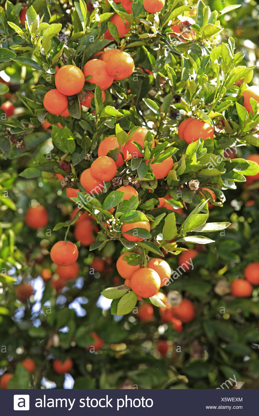 Piante Da Frutto Sempreverdi | Casa Loving